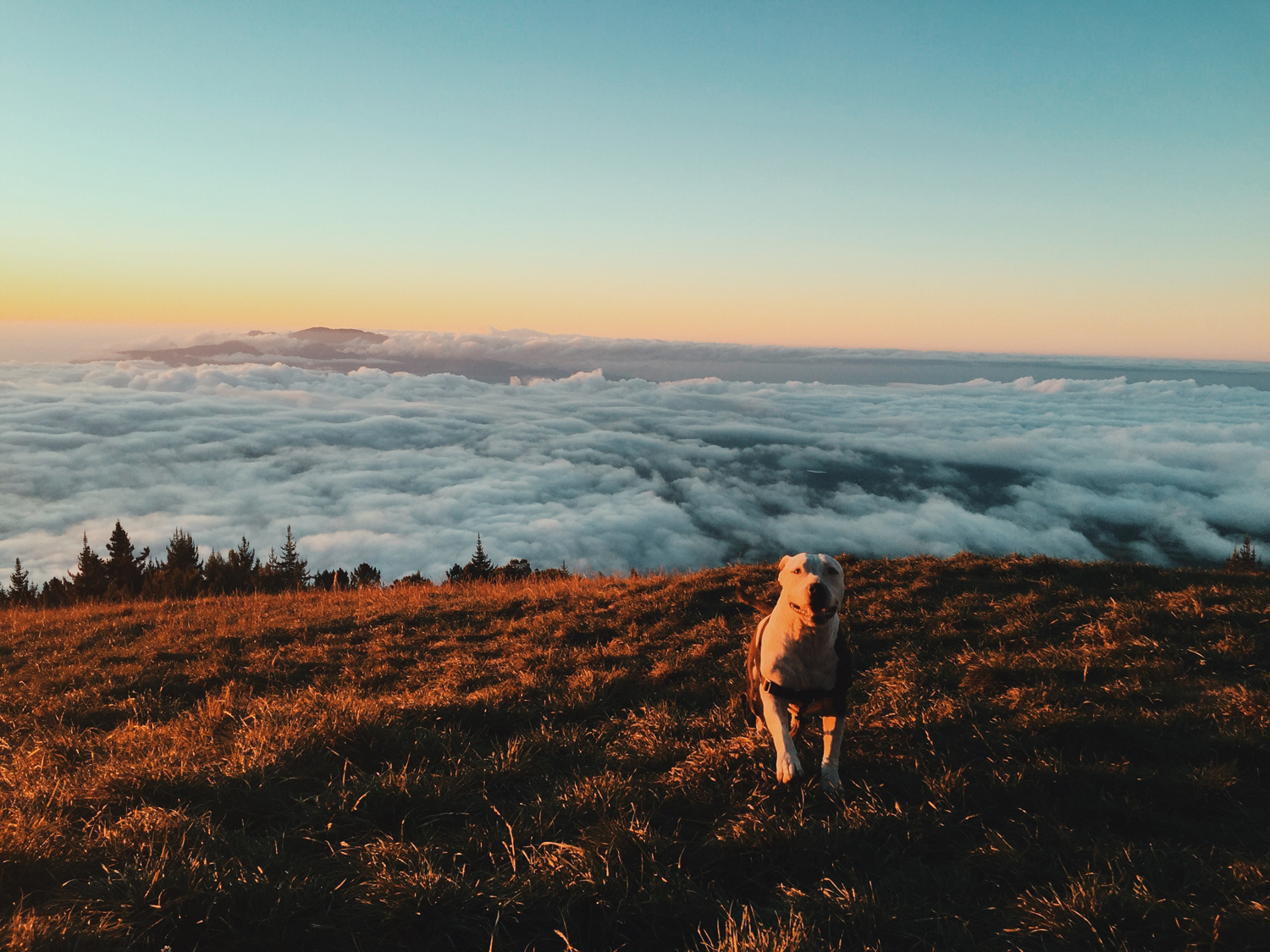 Never stop Aloha – Maui No Ka Oi – angeladoe.com